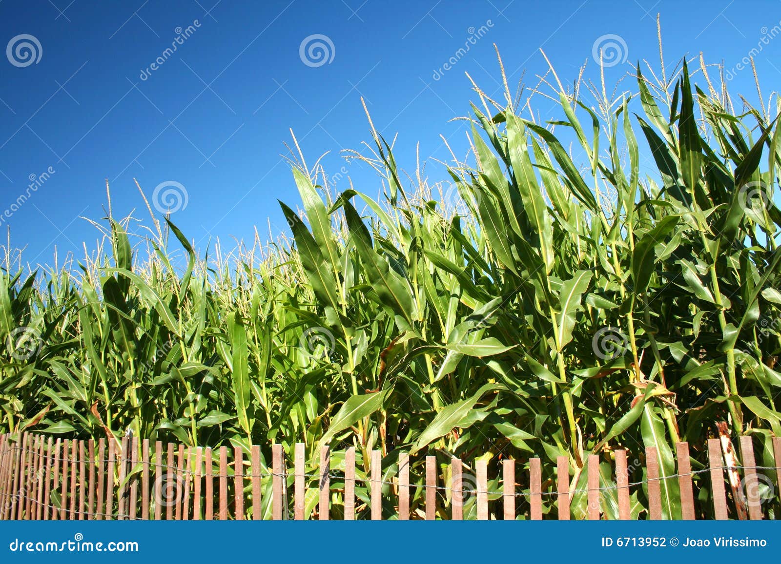 Mais-Feld stockfoto. Bild von jahreszeit, landwirtschaftlich - 6713952