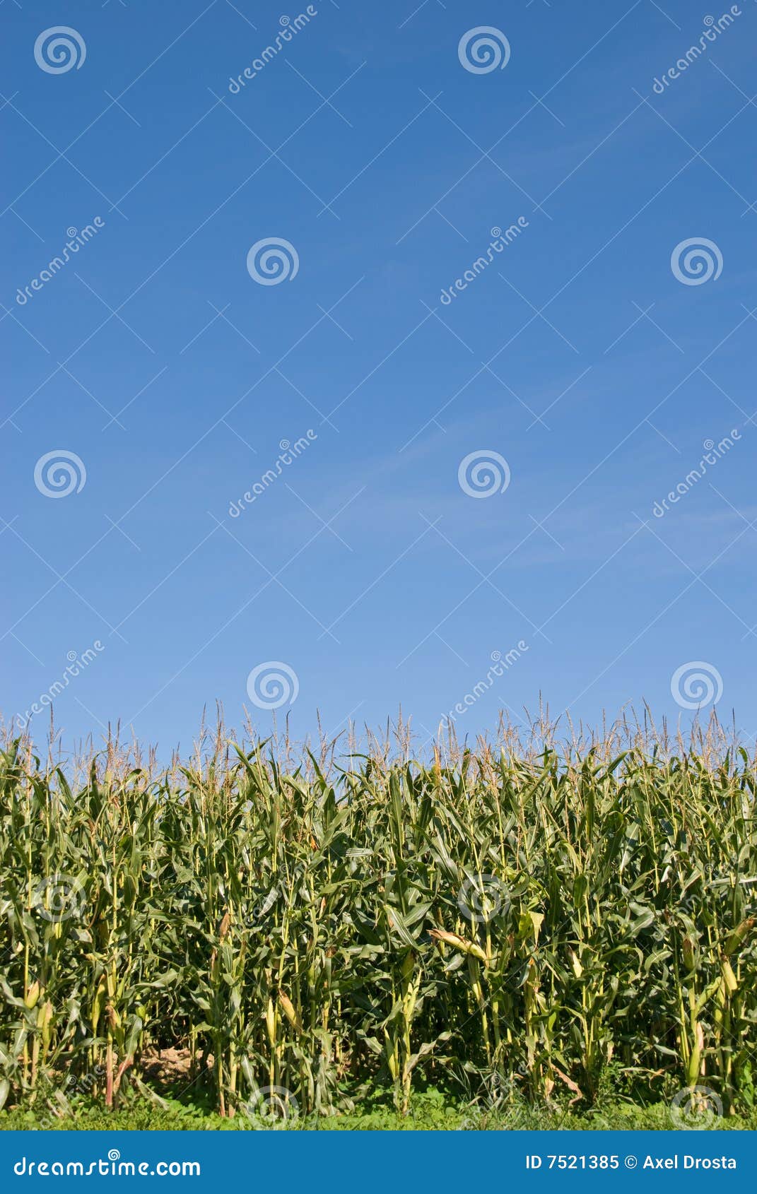 Mais-Feld stockbild. Bild von landwirtschaftlich, exemplar - 7521385