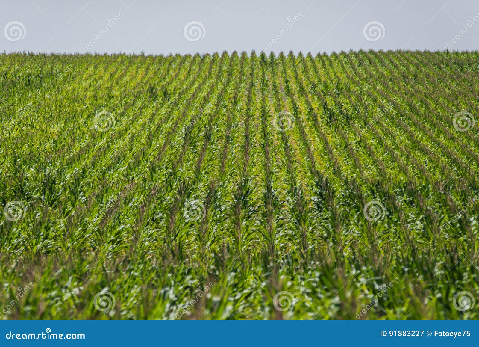 Mais-Feld auf Bauernhof stockbild. Bild von nave, landwirtschaft - 91883227
