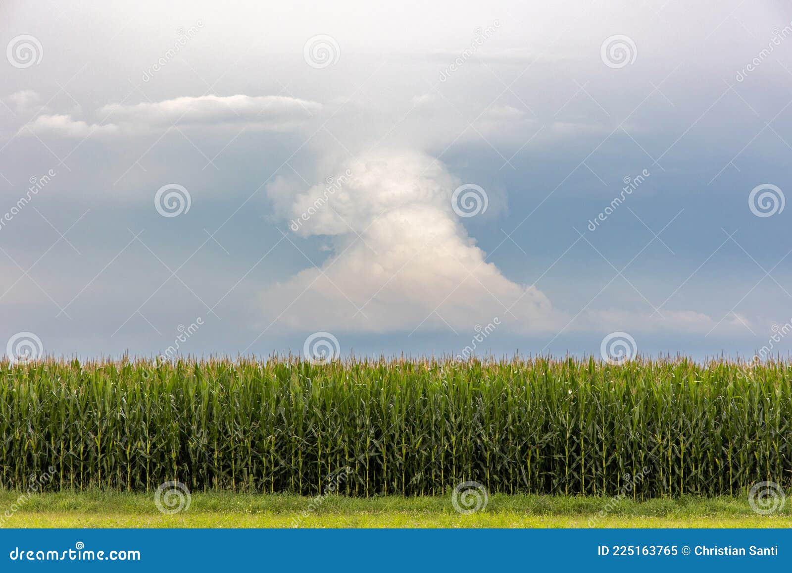 Mais field with cloudy sky stock image. Image of cereal - 225163765