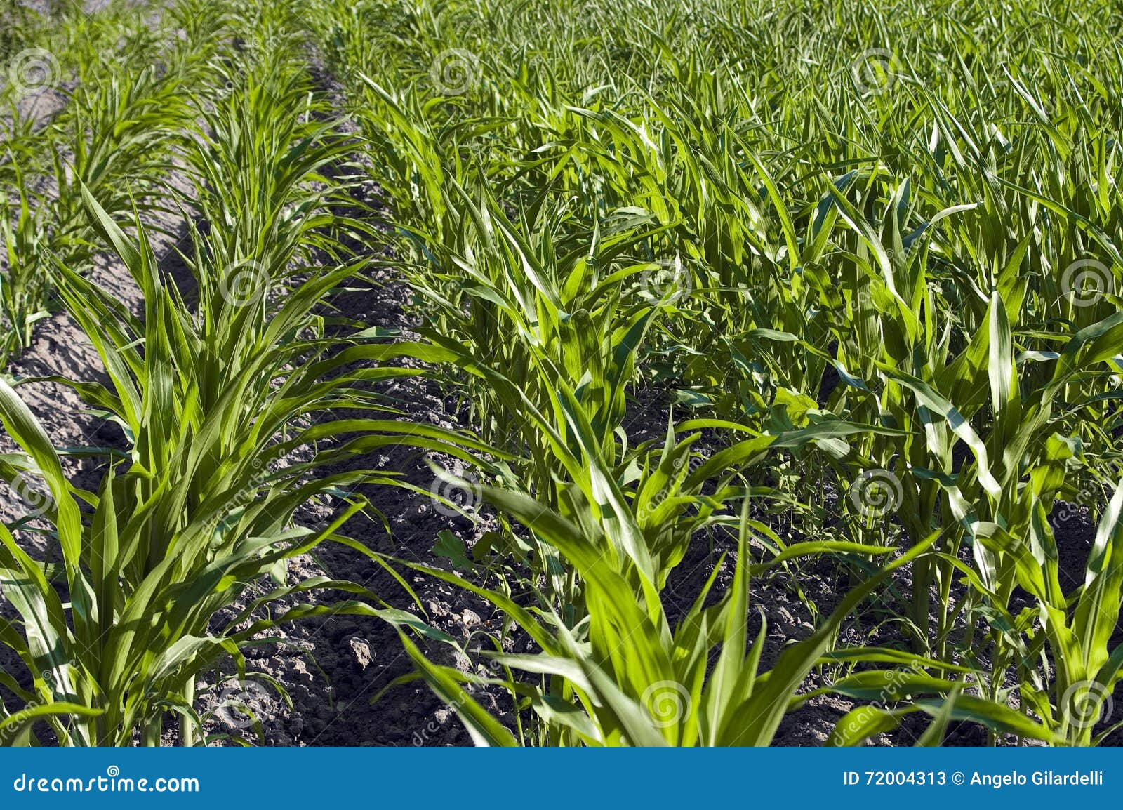 Mais field - corn plants stock image. Image of green - 72004313