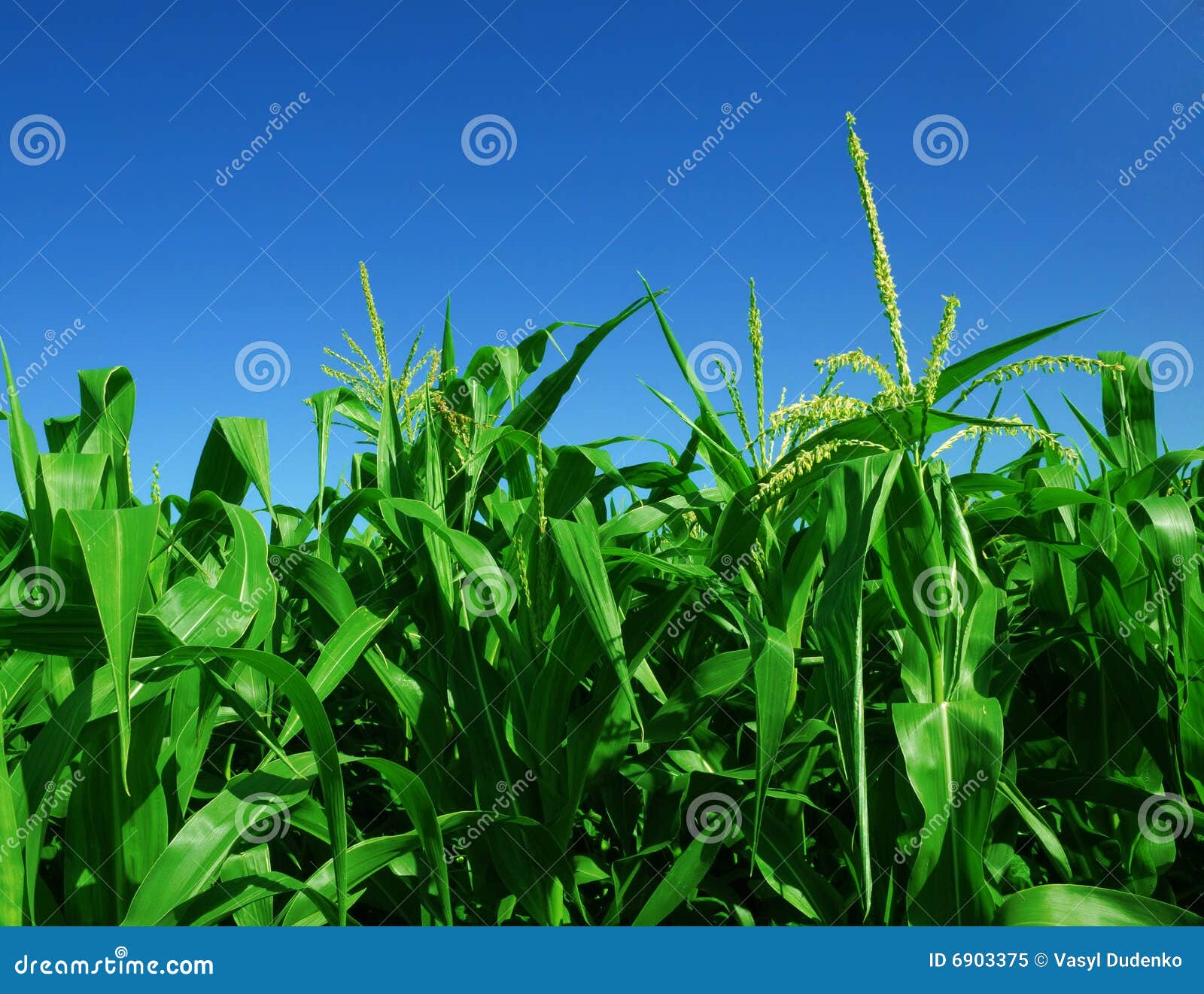 Mais plant stock image. Image of cloud, nature, stalk - 6903375