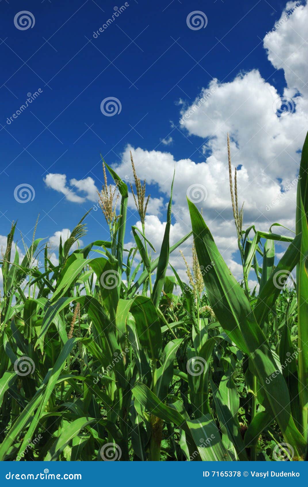 Mais plant stock photo. Image of growth, stalk, meal, field - 7165378