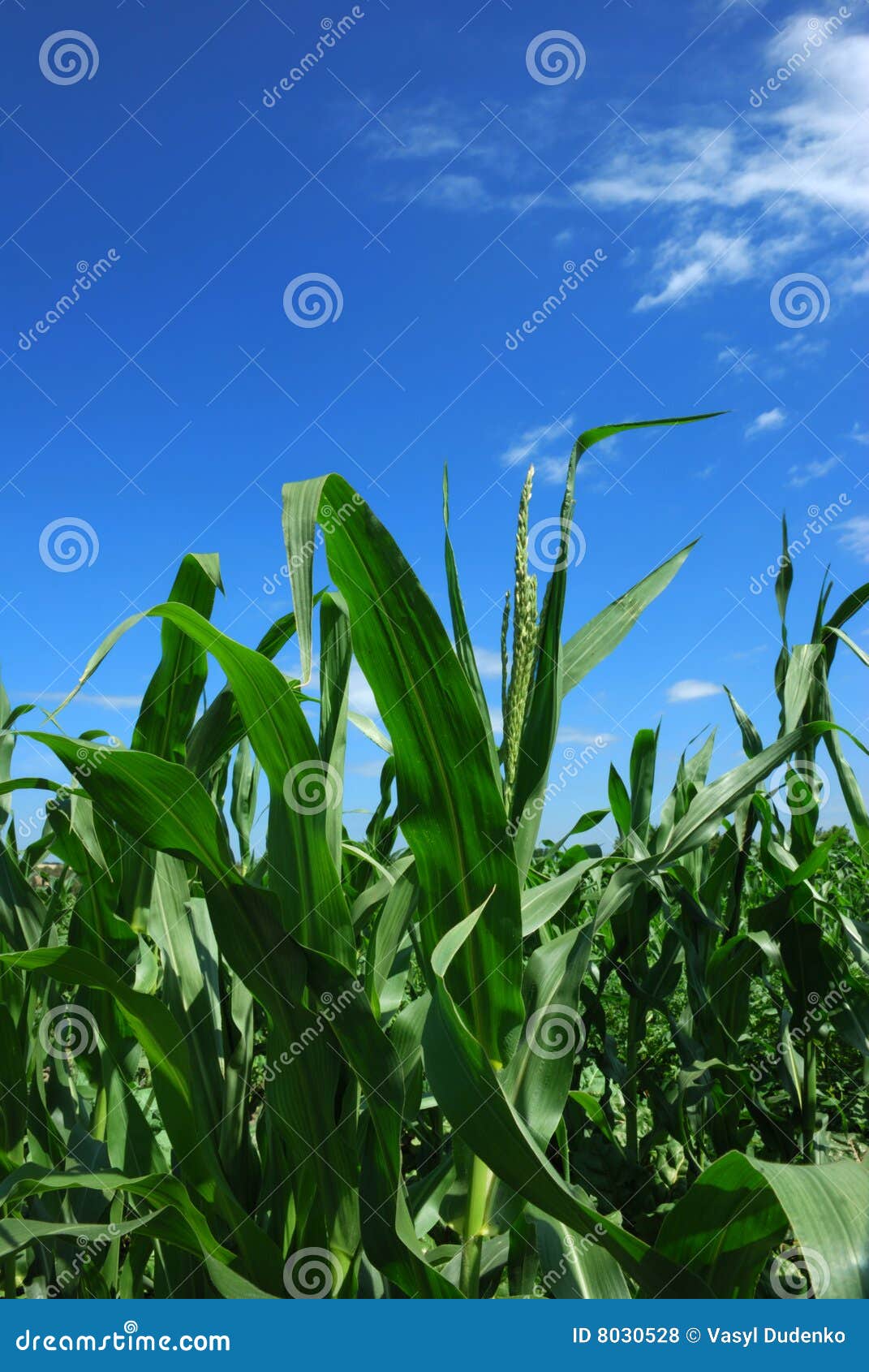 Mais plant stock photo. Image of corn, cornfield, crop - 8030528