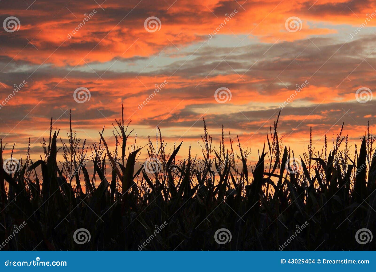 Mais stock photo. Image of mais, color, tramonto, fire - 43029404