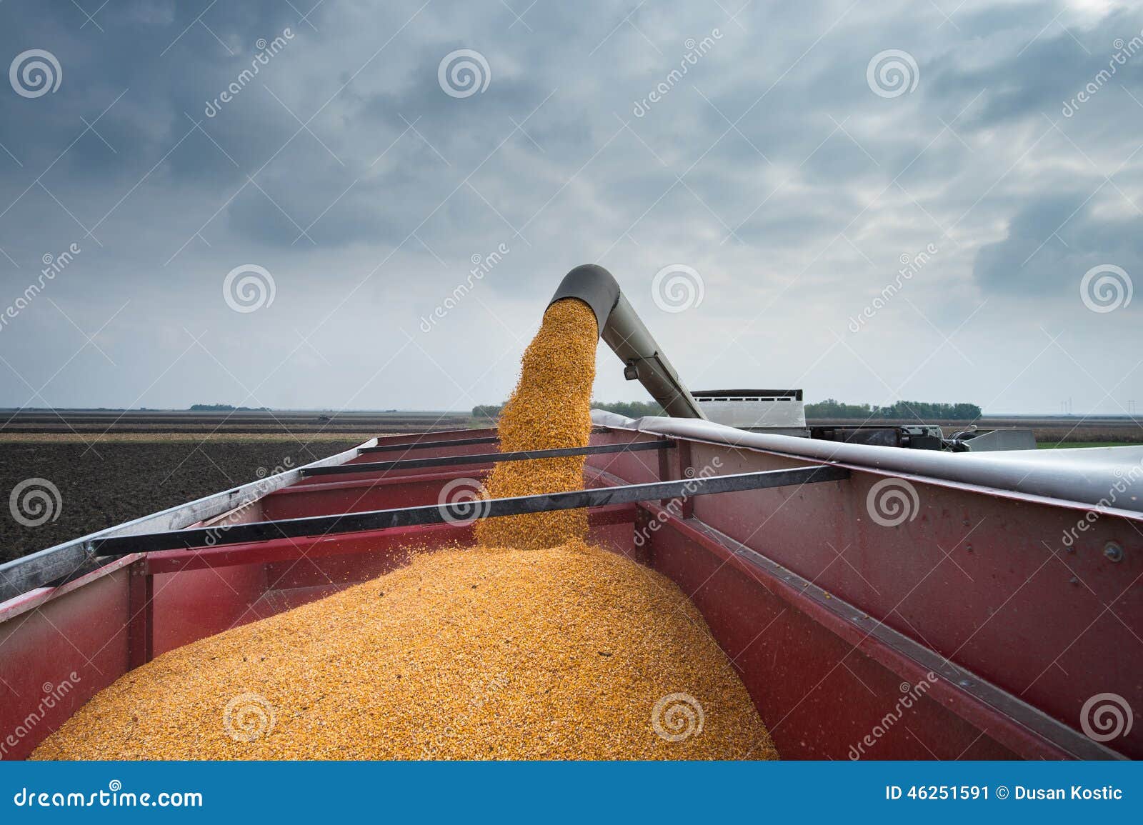 Maisernte stockbild. Bild von landschaft, wiese, ackerland - 46251591