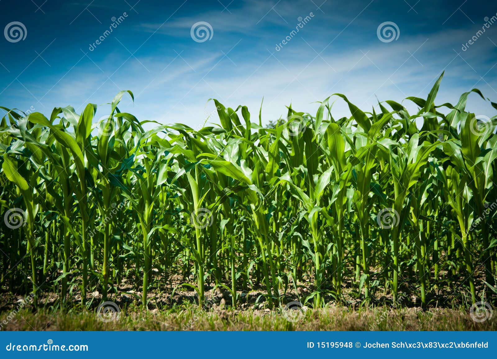 Maisfeld stockfoto. Bild von stiel, nave, nahrung, landwirtschaft ...