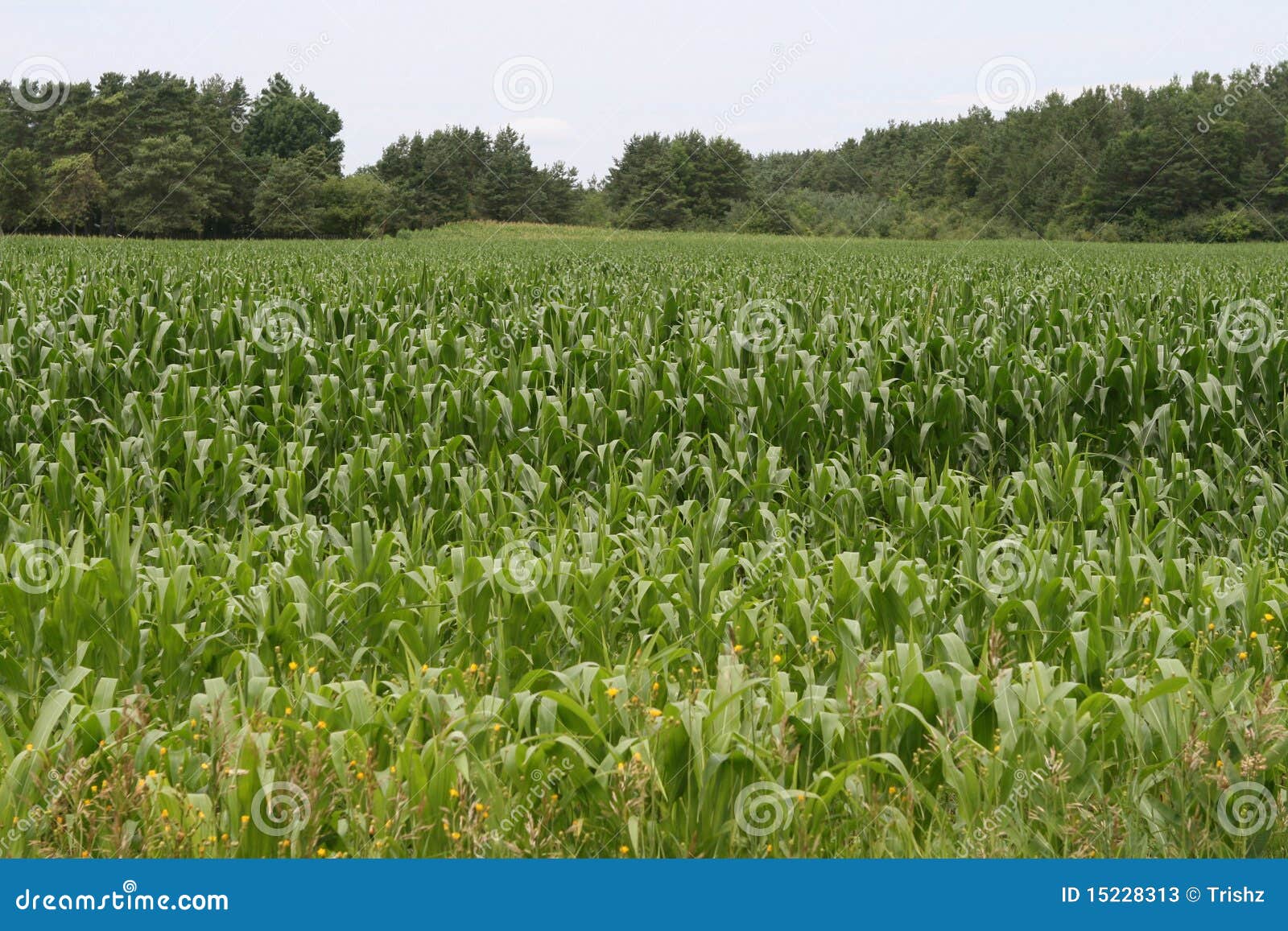 Maisfeld stockbild. Bild von mahlzeit, bauernhof, organisch - 15228313