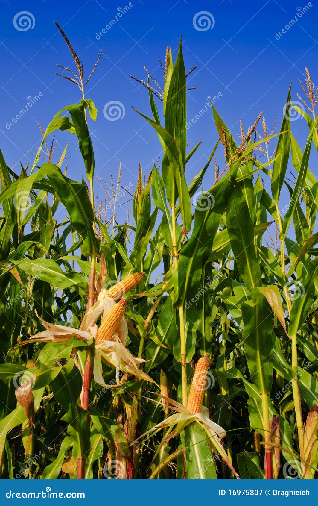 Maisfeld stockbild. Bild von nahrung, blatt, gesund, hintergrund - 16975807