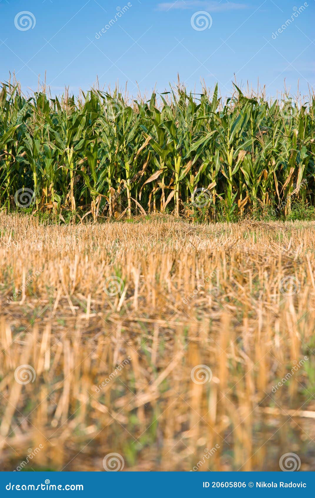 Maisfeld stockfoto. Bild von wolke, umgebung, ernte, körner - 20605806