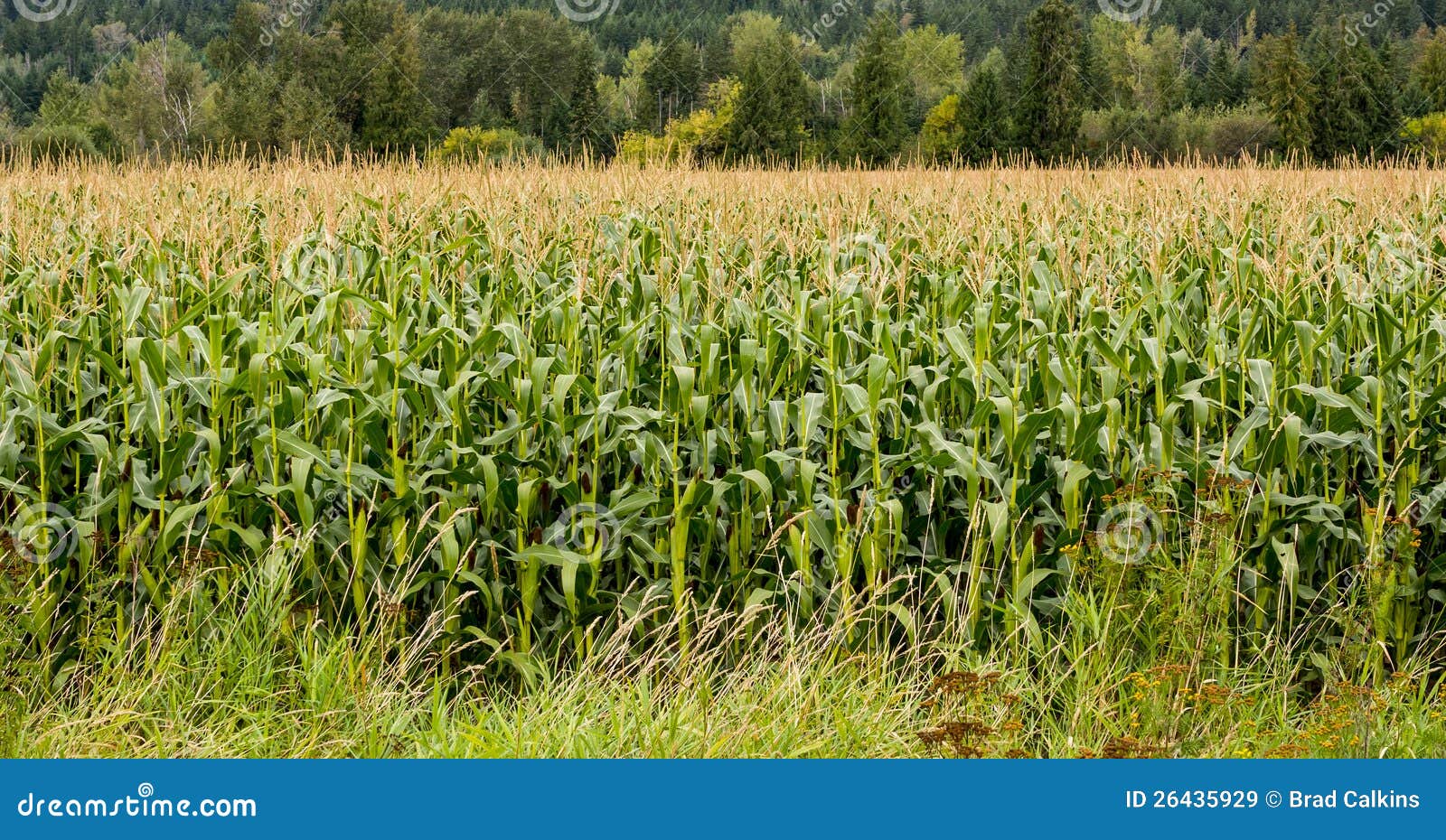 Maisfeld stockbild. Bild von sommer, bauernhof, gemüse - 26435929
