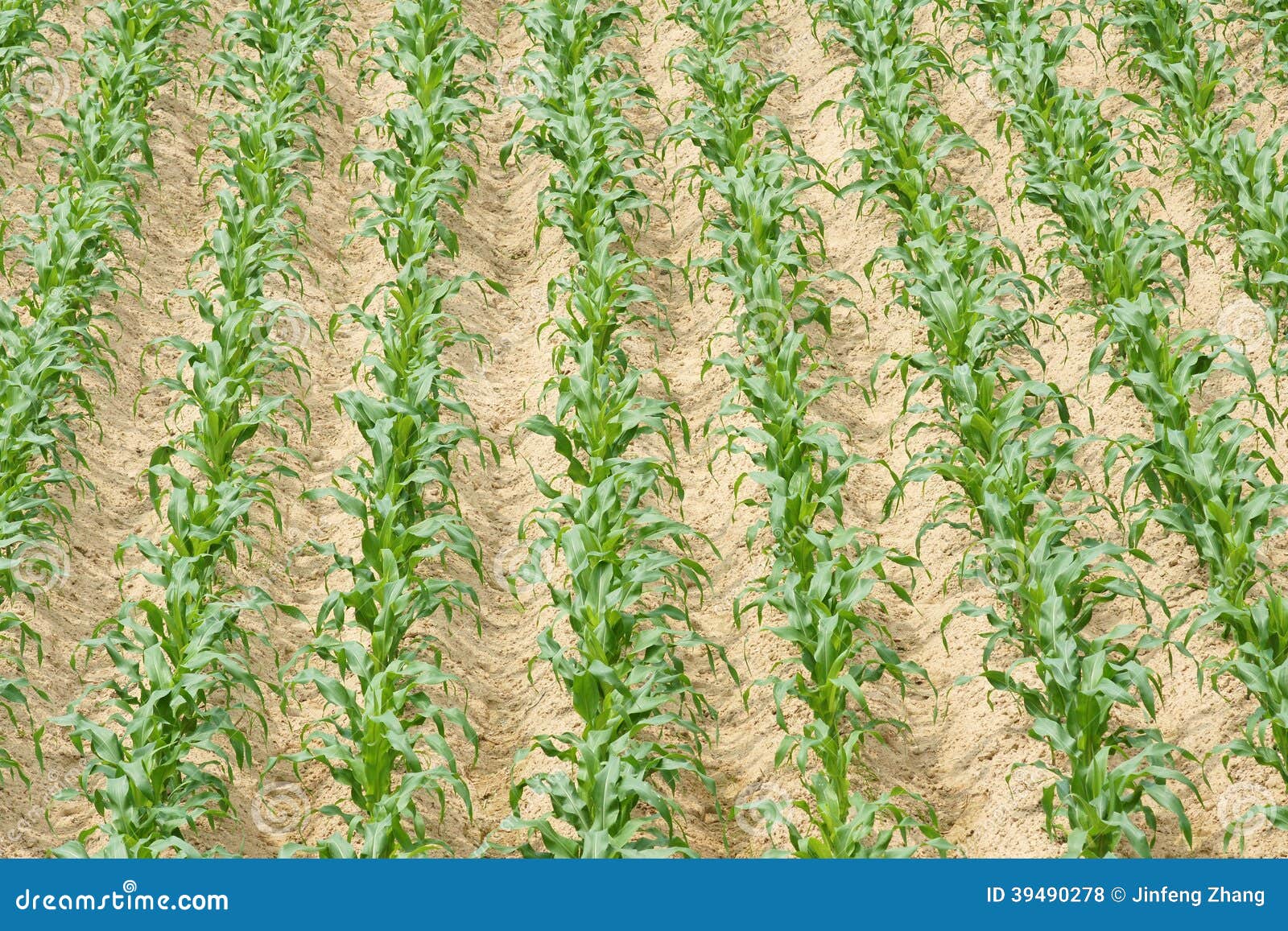 Maisfeld stockfoto. Bild von ackerland, bauernhof, nahrungsmittel ...