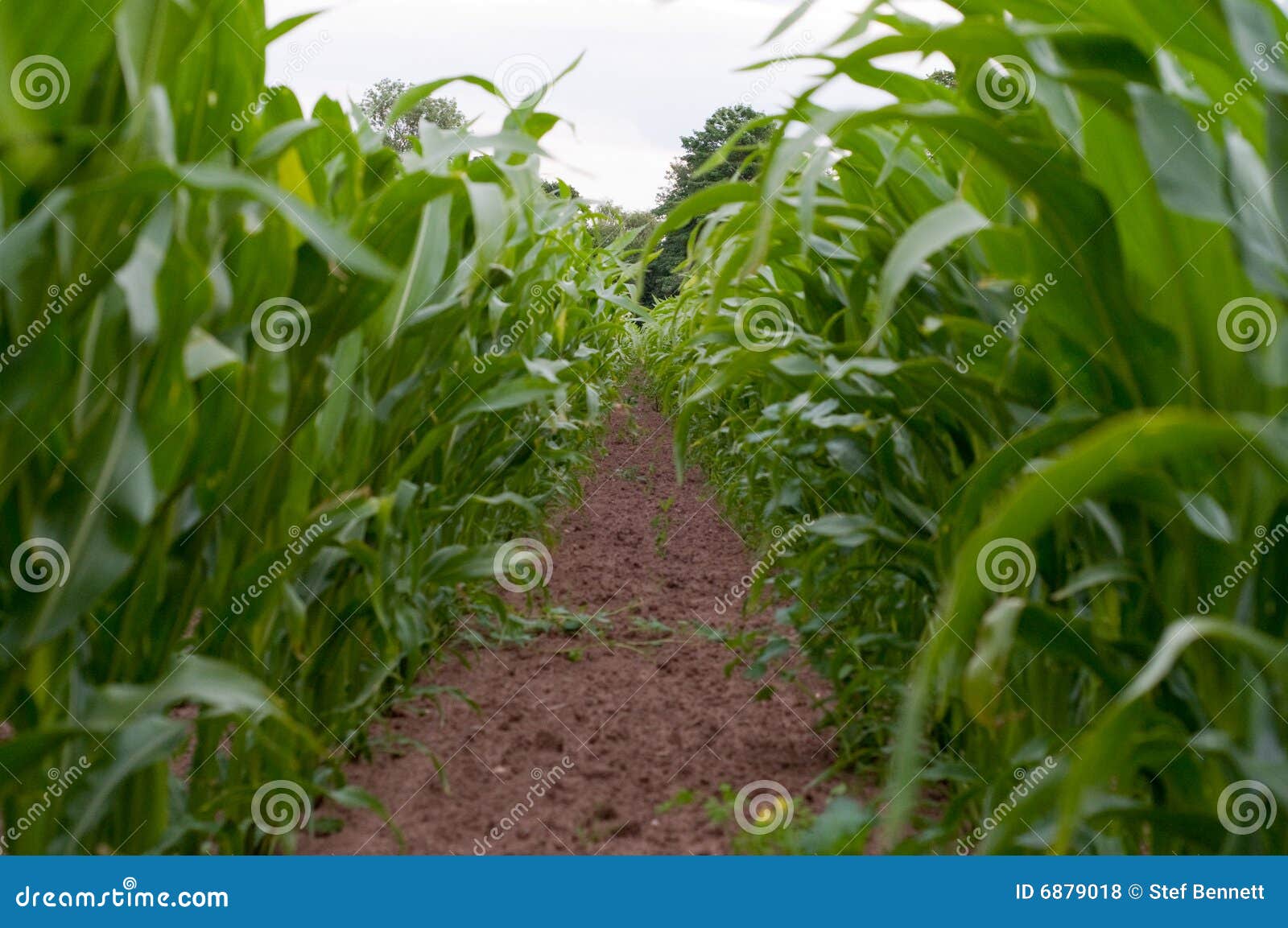 Maisfeld stockfoto. Bild von feld, gemüse, sommer, ernten - 6879018