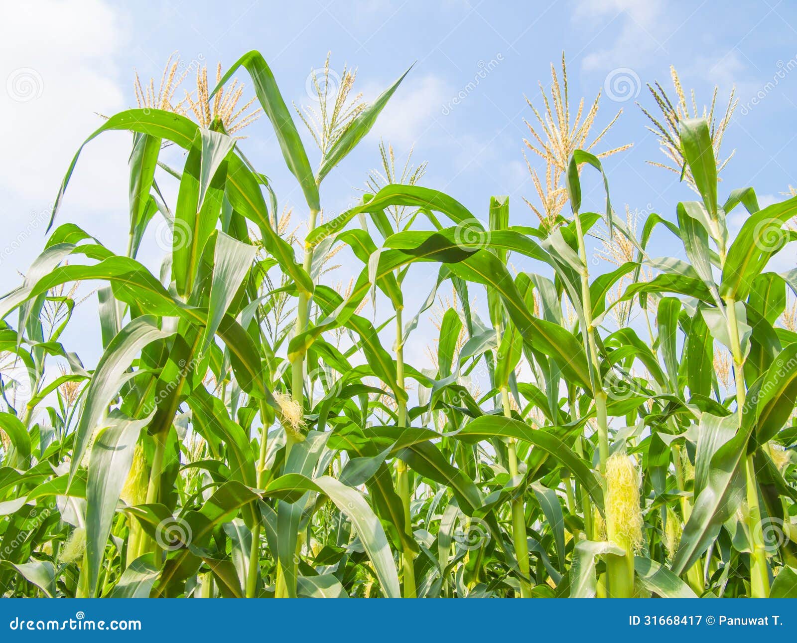 Maisfeld, Bauernhofmais stockbild. Bild von wiese, nahrung - 31668417