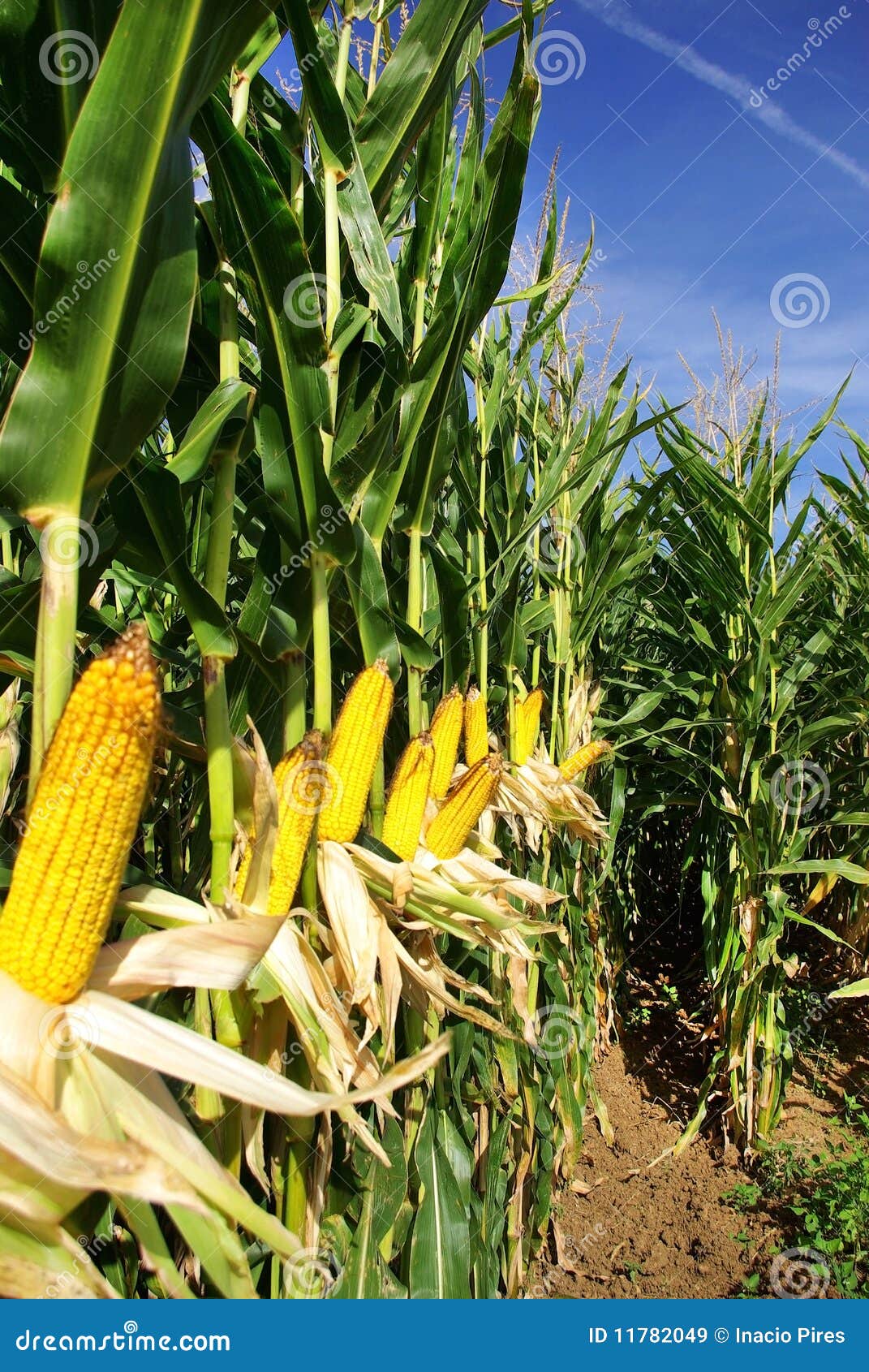 Maisfeld bei Portugal. stockbild. Bild von landwirtschaftlich - 11782049