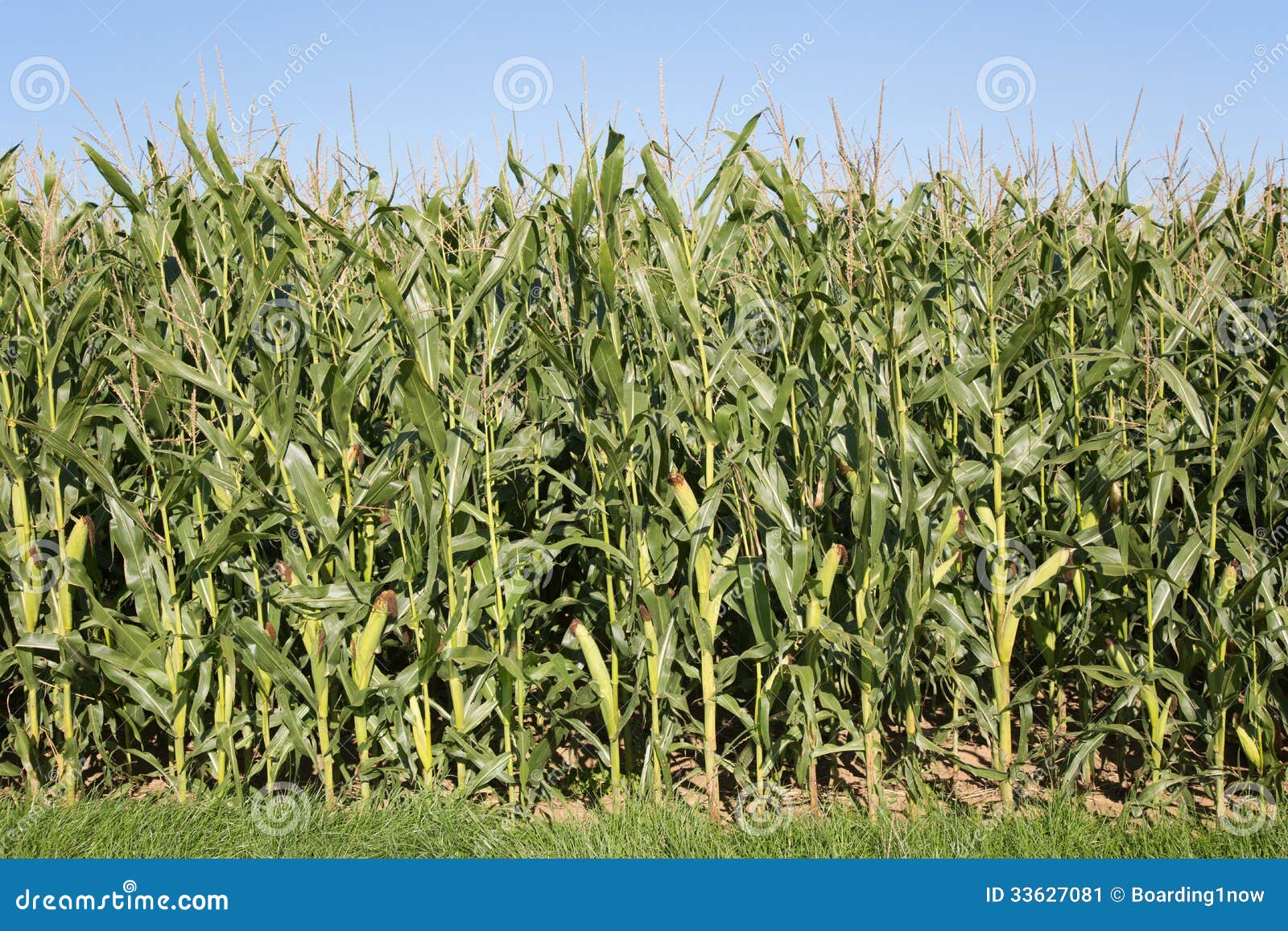 Maisfeld Im Sommer Vor Ernte Stockbild - Bild von nave, ernten: 33627081