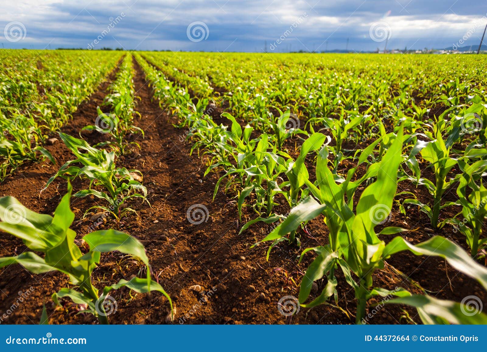 Maisfeld im Sonnenlicht stockfoto. Bild von reihen, bestandteil - 44372664