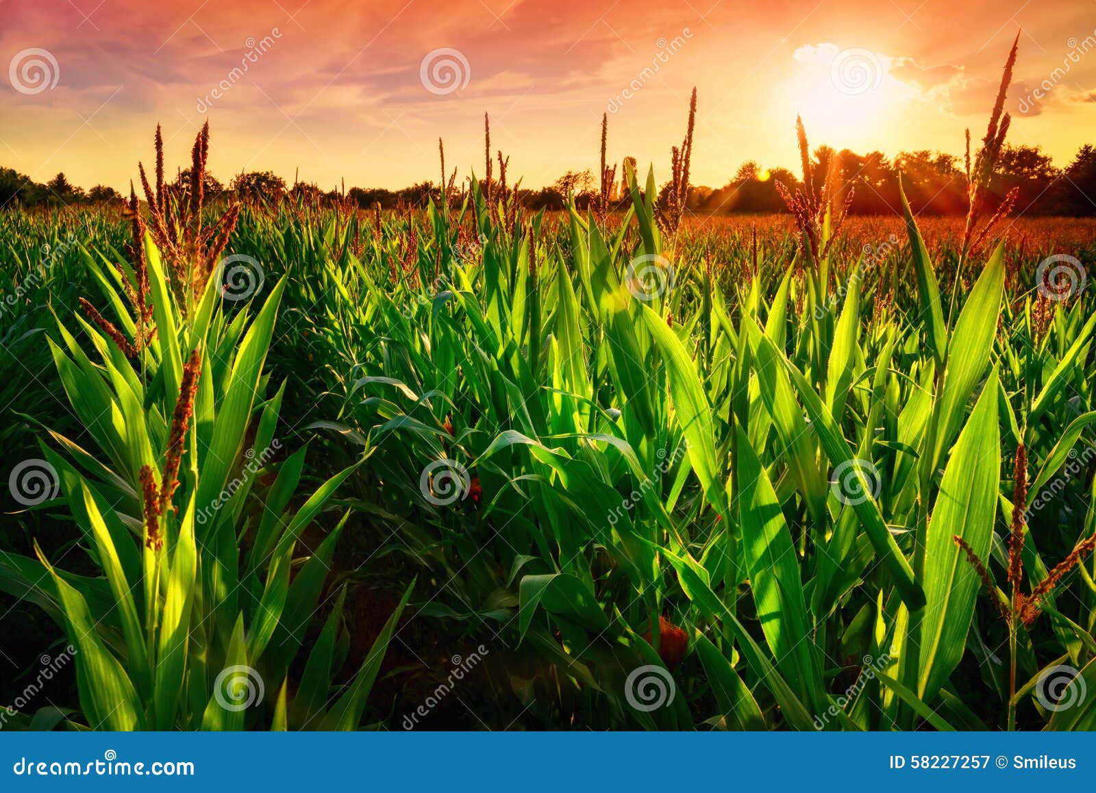 Maisfeld am Sonnenuntergang Stockbild - Bild von organisch, ackerland ...