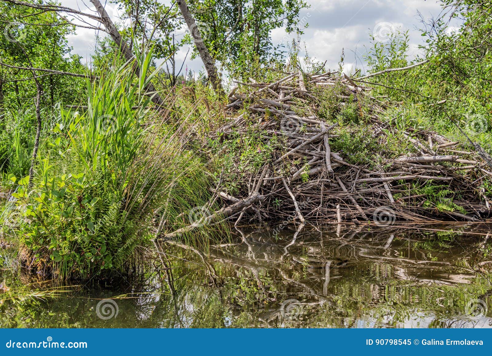 Maison De Castor Sur Le Rivage De Lac Image stock - Image du maison ...