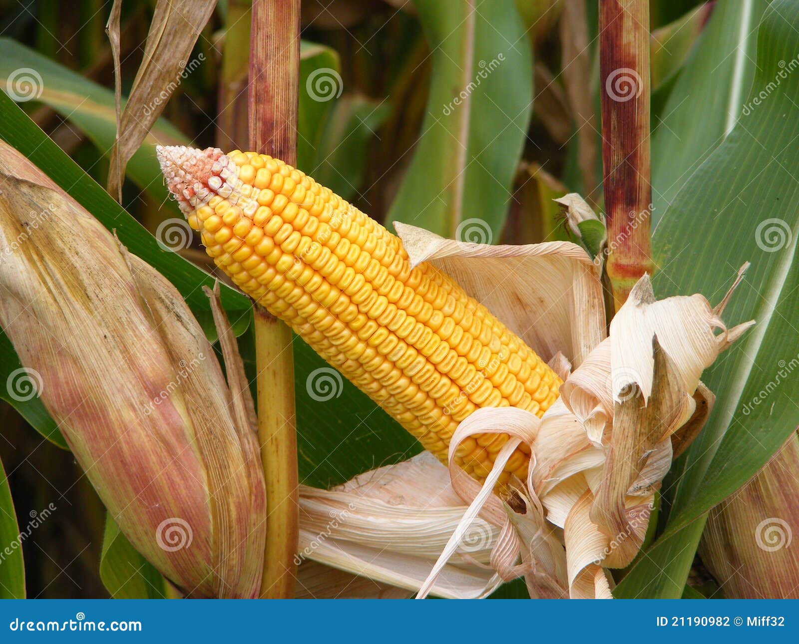 Maispflanze stockfoto. Bild von landschaft, land, sommer - 21190982