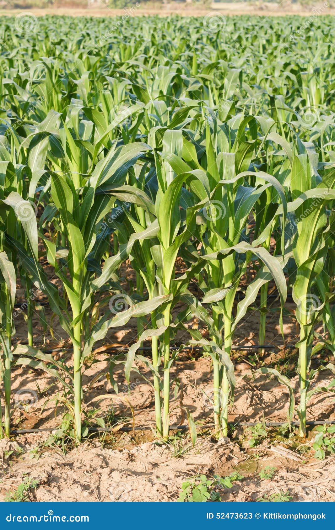 Maispflanze stockbild. Bild von grün, feld, land, mais - 52473623