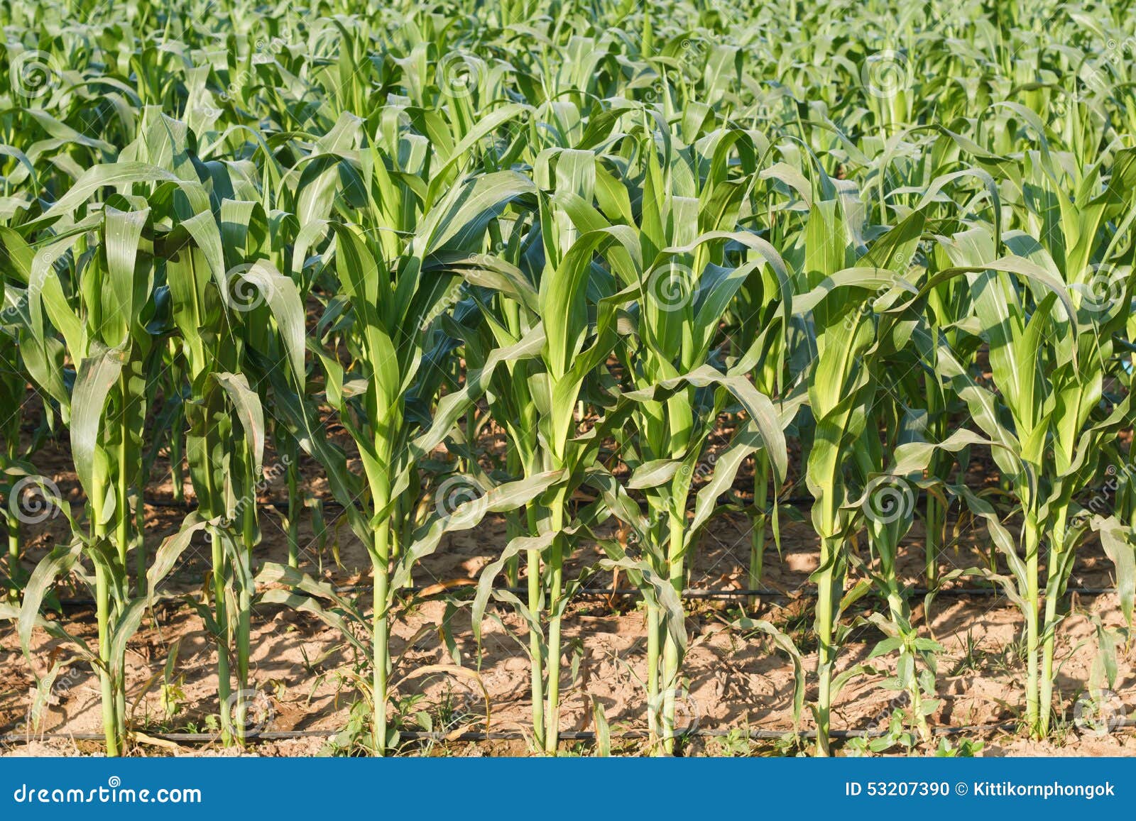 Maispflanze stockfoto. Bild von landschaft, frühling - 53207390