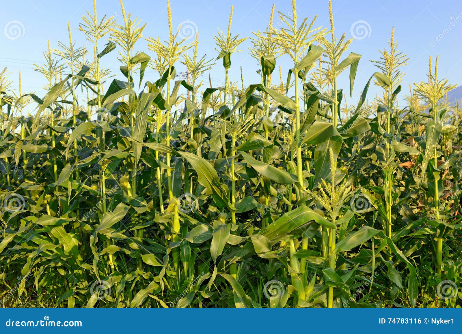 Maispflanzen, Ein Grundnahrungmittel Der Welt Stockfoto - Bild von ...