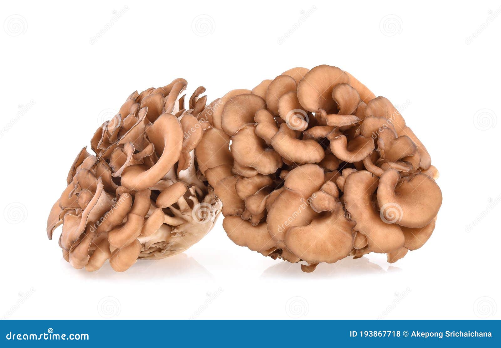 Maitake Mushrooms On White Background Stock Photography | CartoonDealer ...