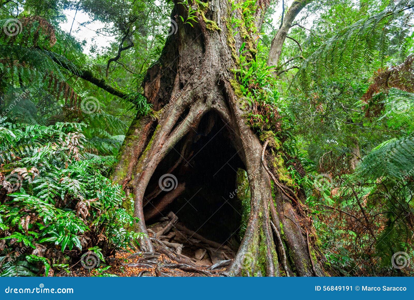 Maits Rest Rainforest Walk, Apollo Bay Stock Image - Image of rest ...