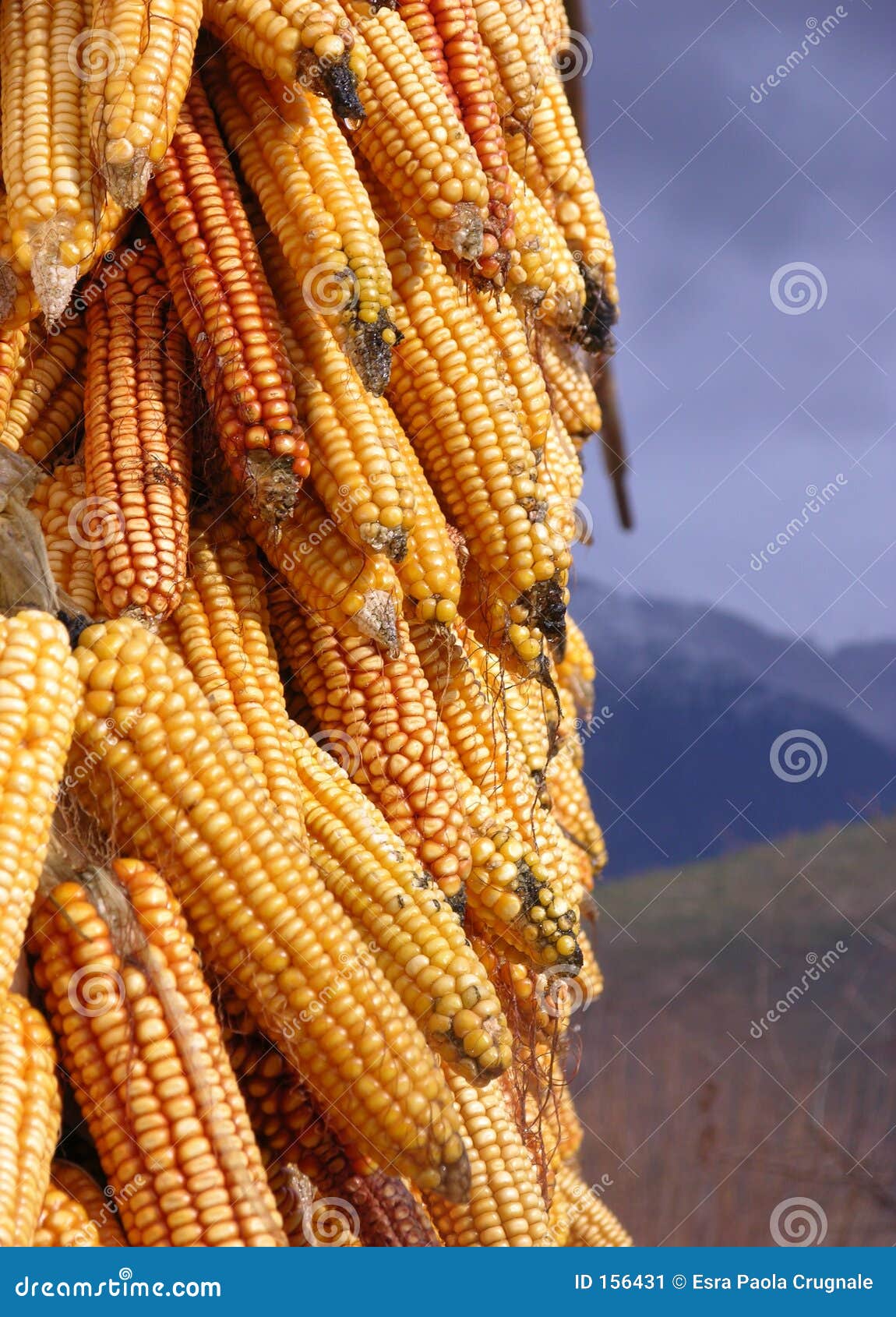 Maiz stock image. Image of grain, warm, popcorn, yellow - 156431