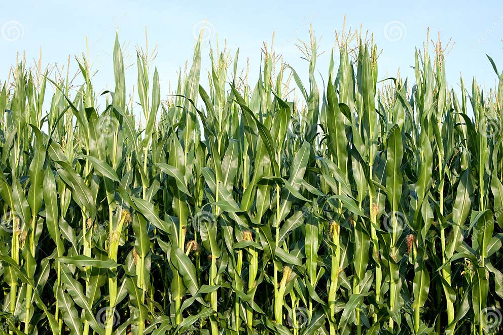 Maize stock image. Image of countryside, grow, farm, leaf - 10647497