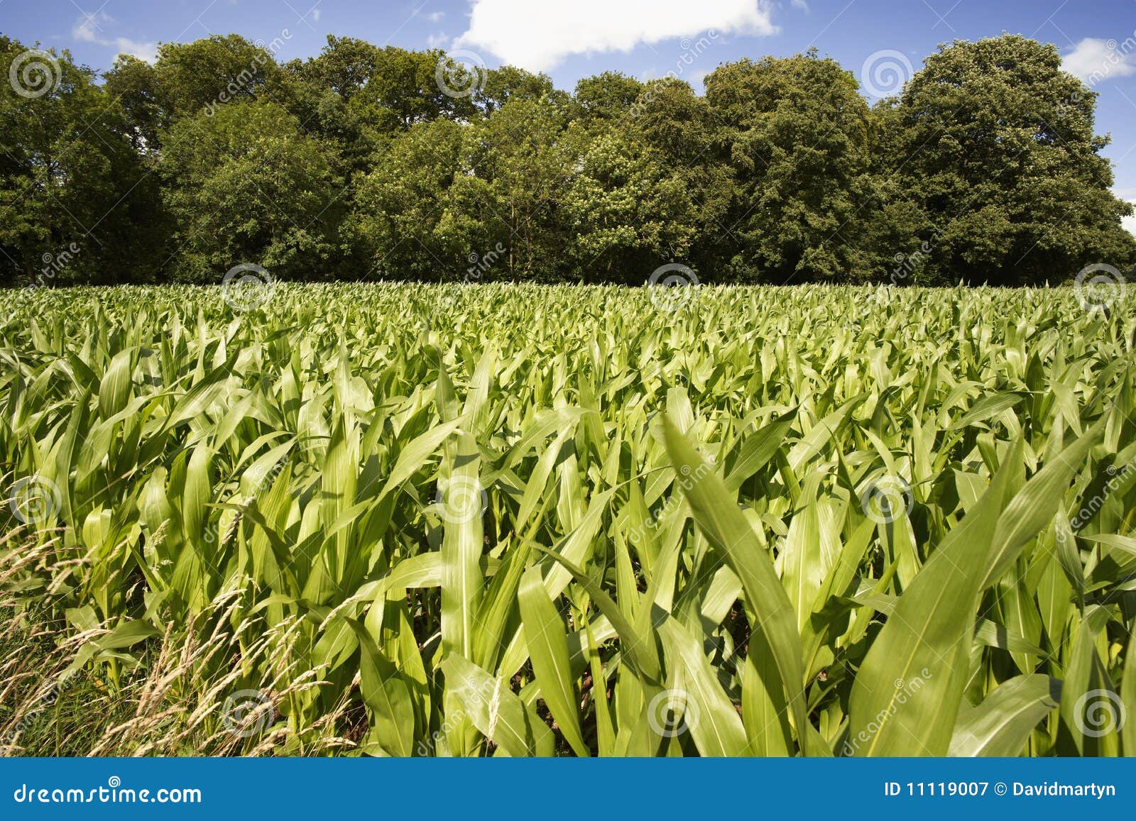 Maize stock image. Image of grow, farming, asian, nutrient - 11119007