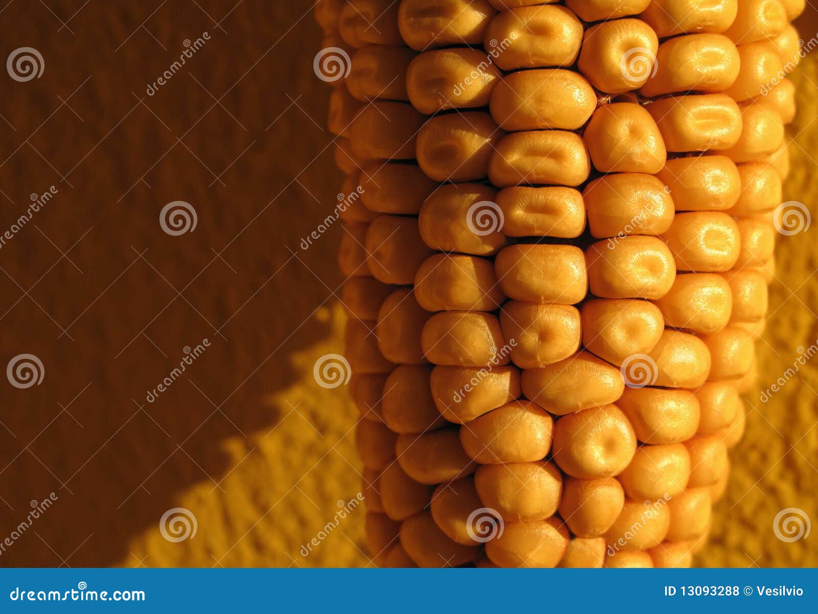 Maize stock photo. Image of yellow, corn, natural, agriculture - 13093288