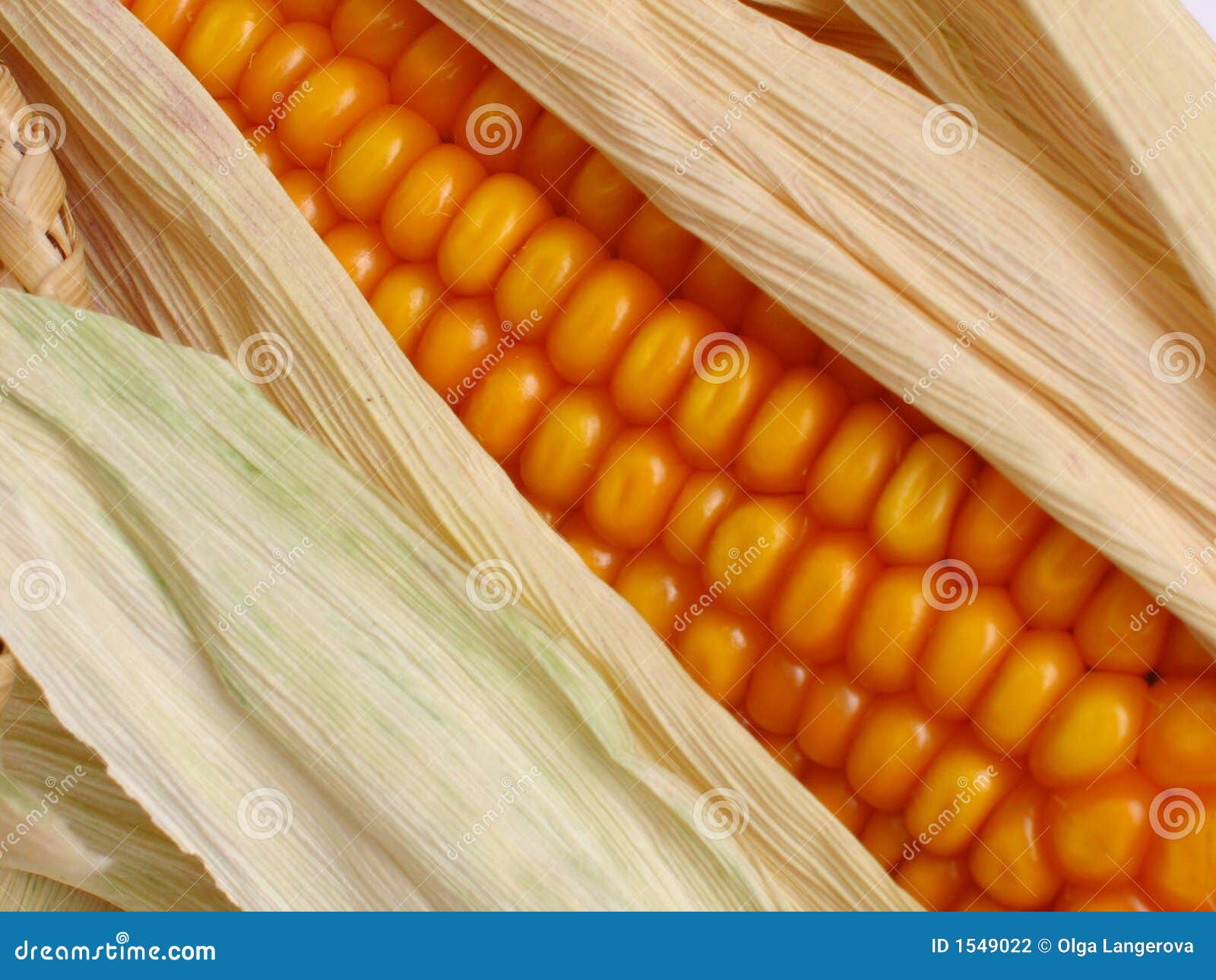 Maize stock photo. Image of diet, autumn, macro, agriculture - 1549022