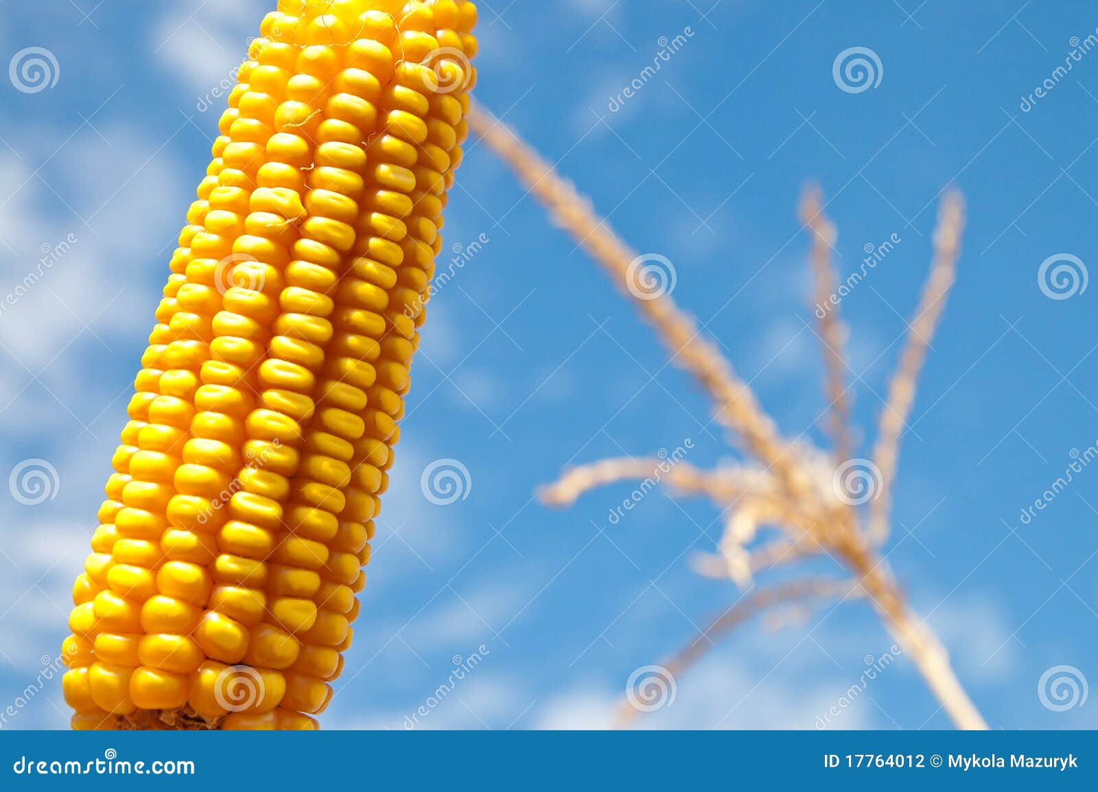 Maize stock photo. Image of nutrition, blue, food, gold - 17764012