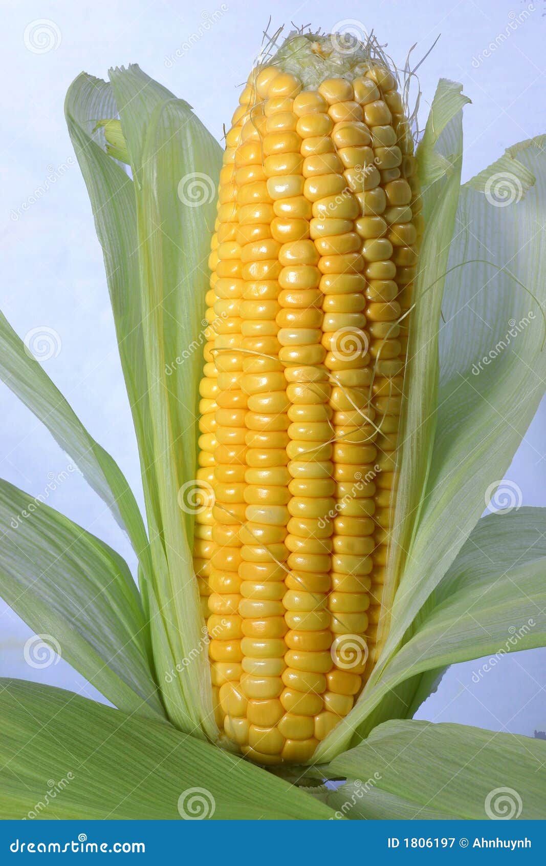 Maize stock image. Image of closeup, grain, diet, nutrition - 1806197