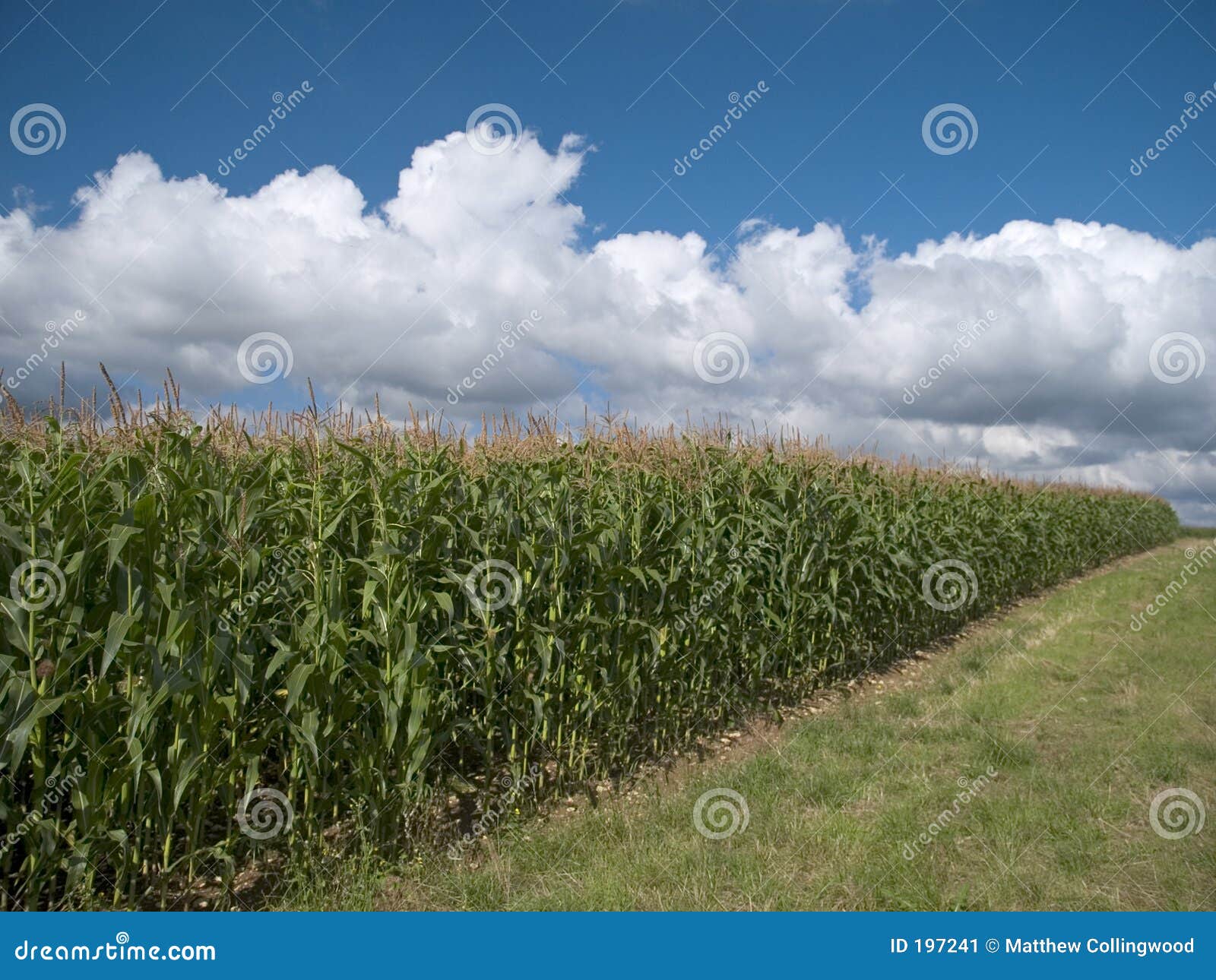 Maize stock image. Image of vitamin, farm, corn, plant - 197241