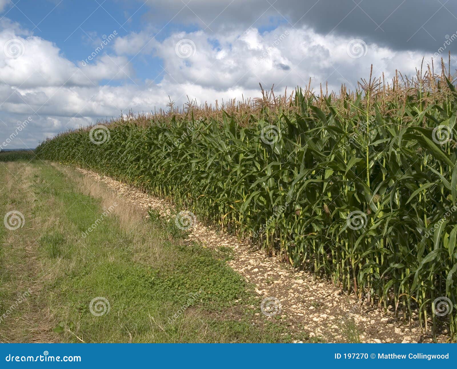 Maize stock photo. Image of maize, health, vitamin, seasonal - 197270