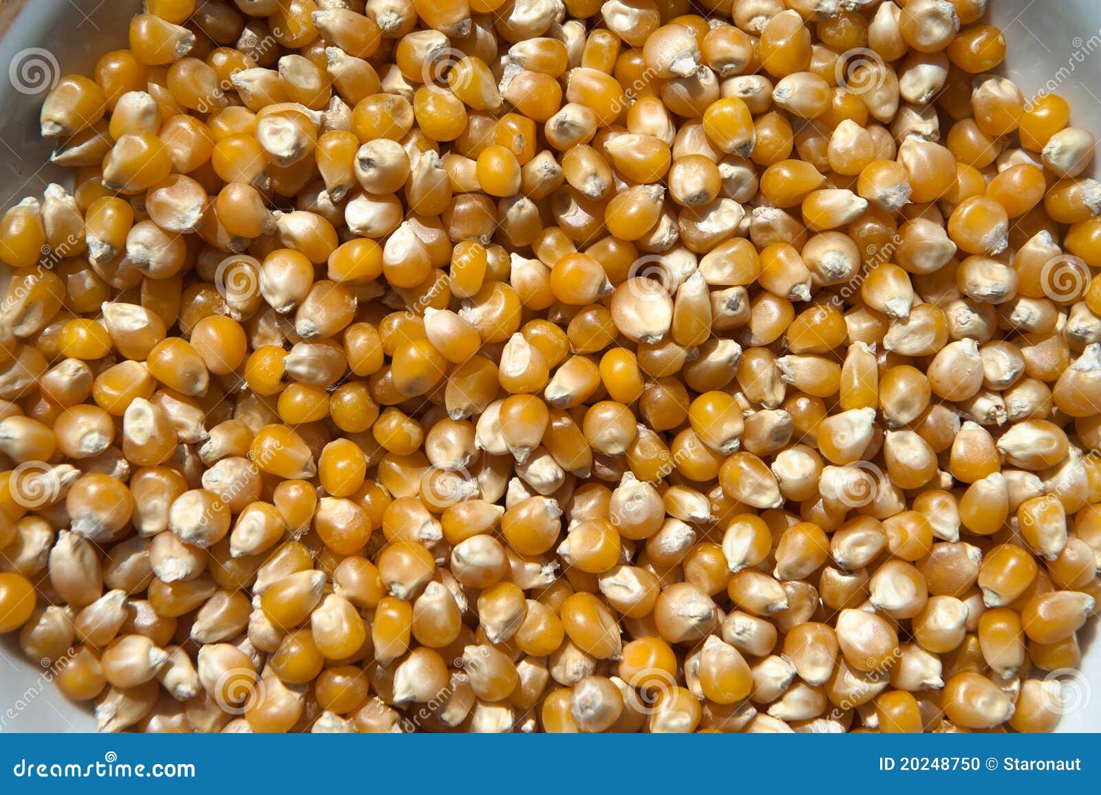 Maize stock photo. Image of meal, food, cooking, cornflake - 20248750