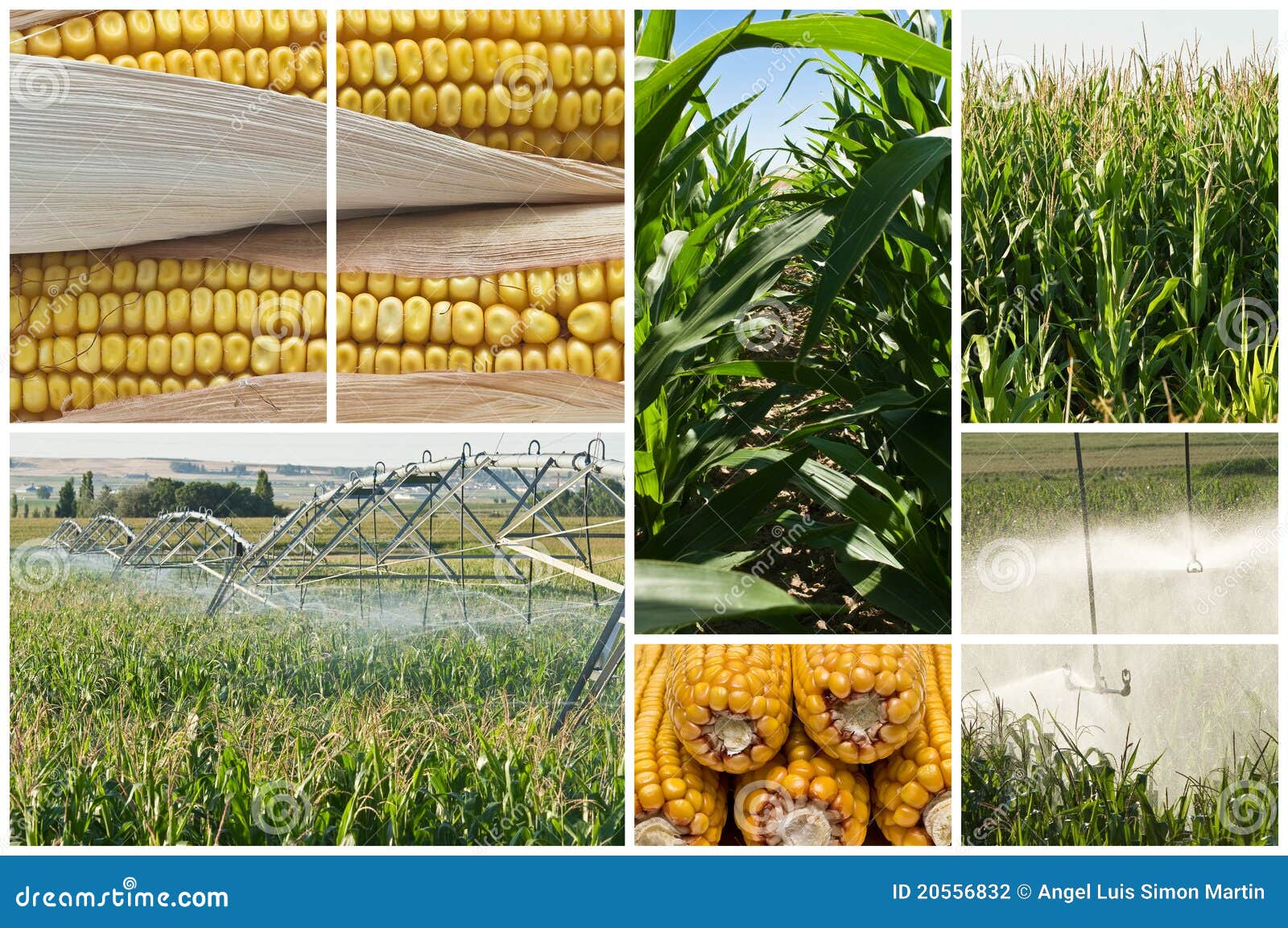 Maize. stock photo. Image of biofuel, corncobs, husbandry - 20556832