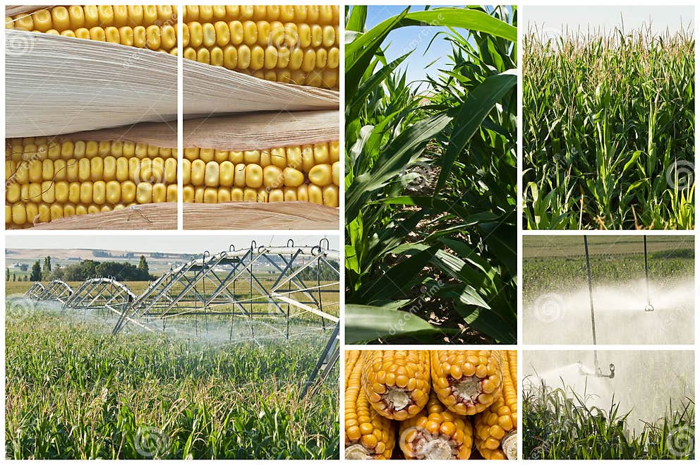 Maize. stock photo. Image of biofuel, corncobs, husbandry - 20556832