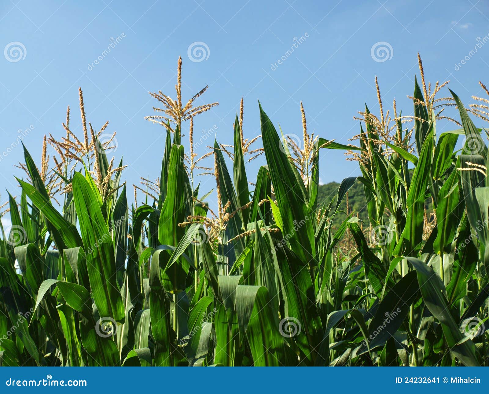 Maize stock image. Image of corn, detail, agriculture - 24232641