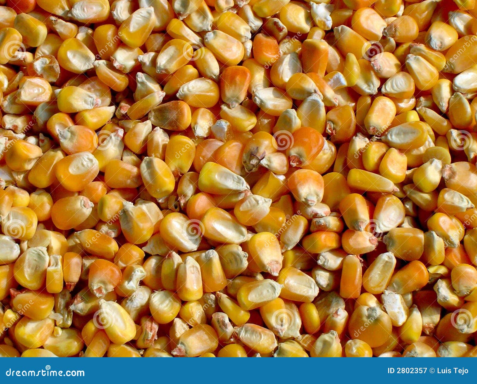 Maize stock image. Image of cereals, feed, grains, commodity - 2802357