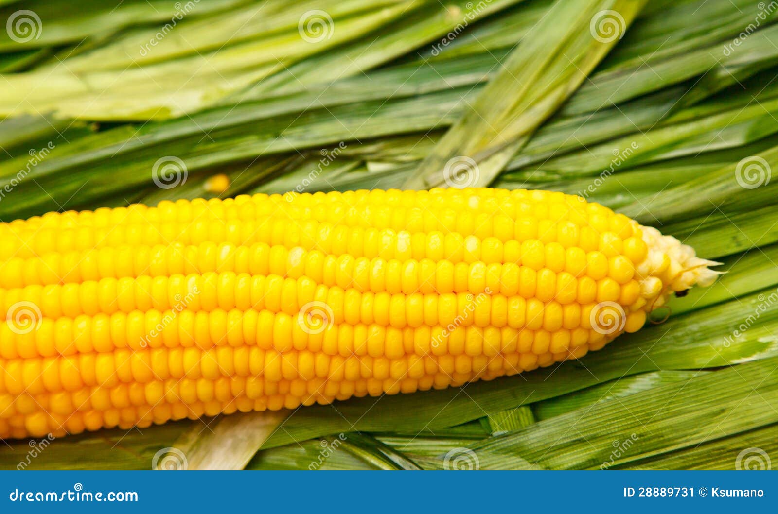Maize stock image. Image of gold, maize, produce, corn - 28889731