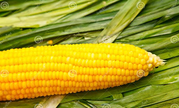 Maize stock image. Image of gold, maize, produce, corn - 28889731