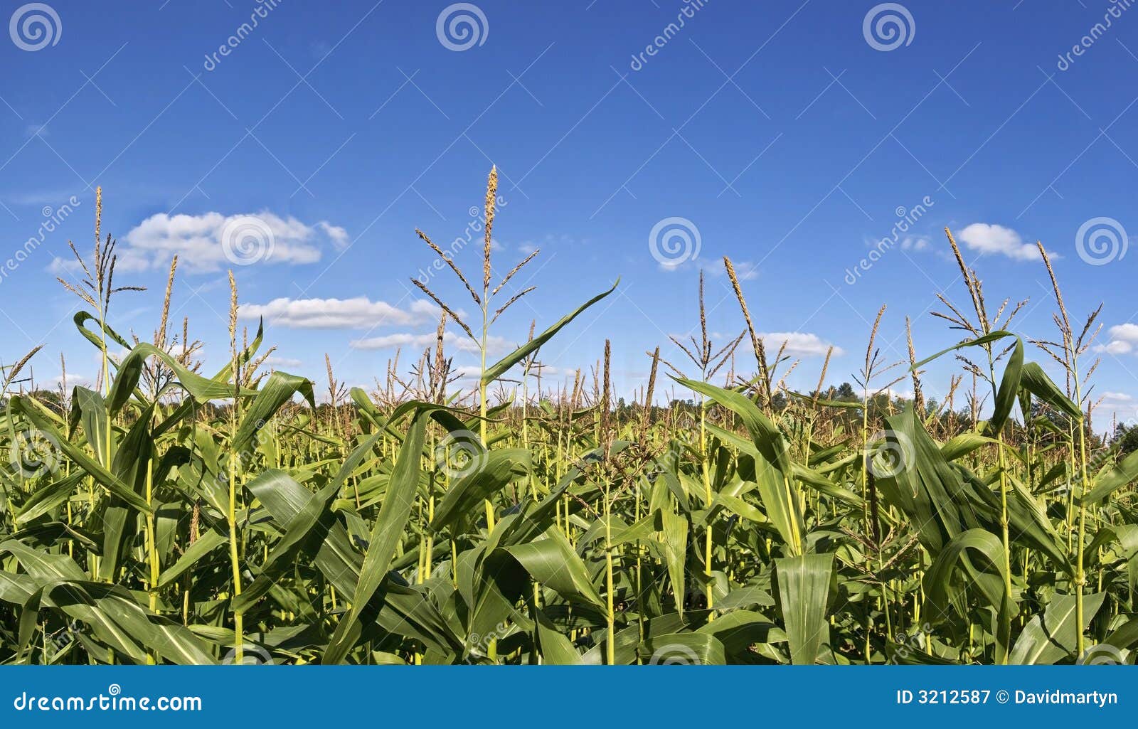Maize stock image. Image of grow, scenic, seasonal, cereal - 3212587