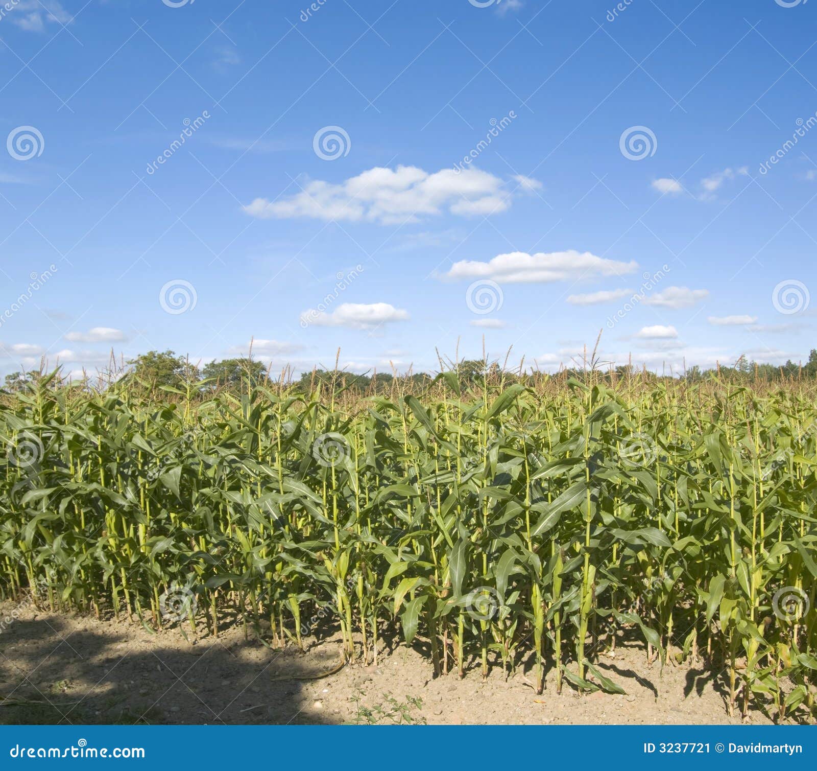 Maize stock image. Image of leaves, country, blue, farm - 3237721