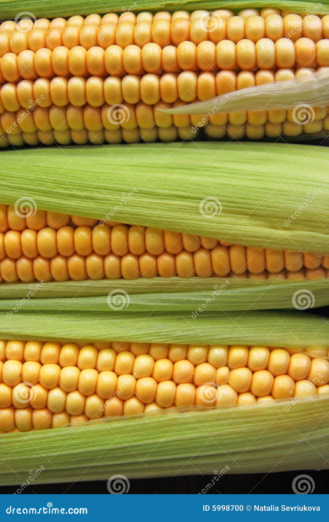 Maize stock photo. Image of maize, foodstuff, delicate - 5998700