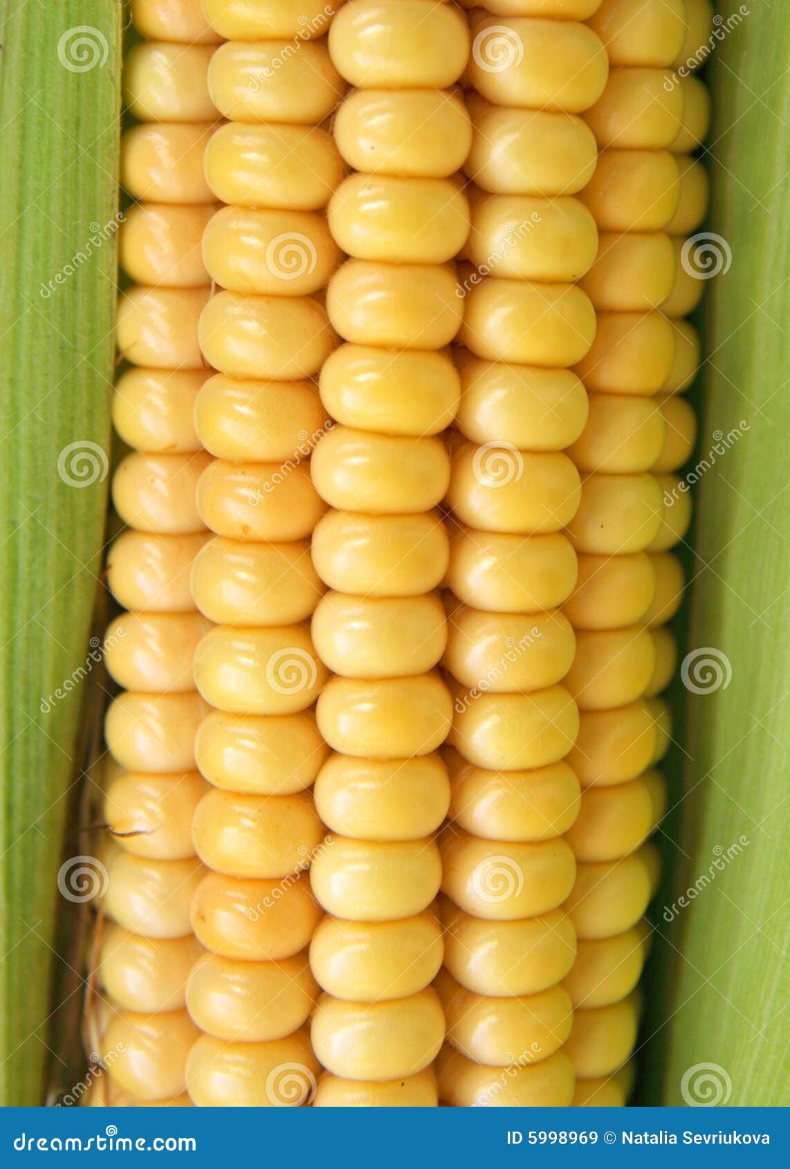 Maize stock image. Image of crop, kernel, corn, macro - 5998969