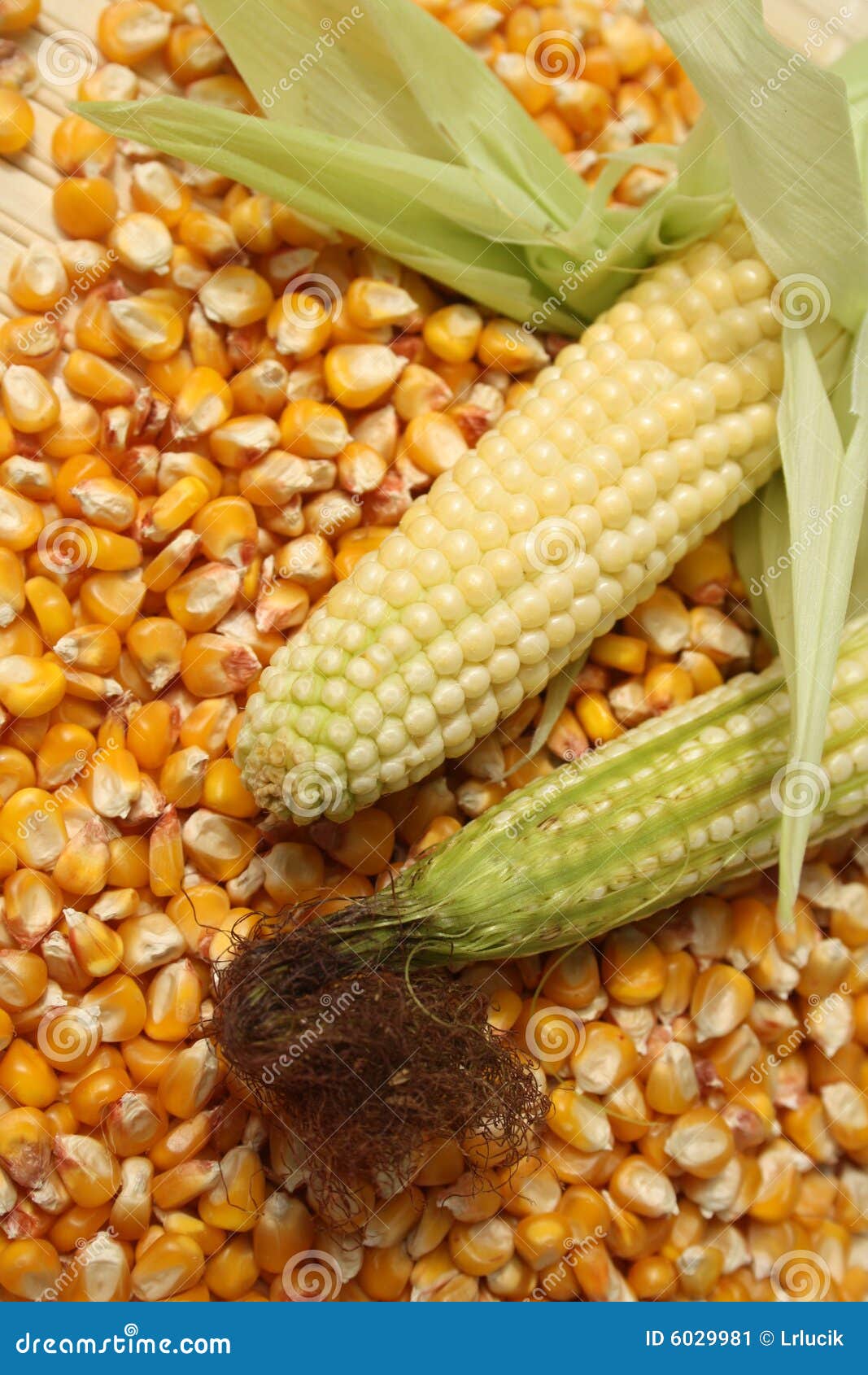 Maize stock image. Image of produce, corn, yellow, vegetable - 6029981